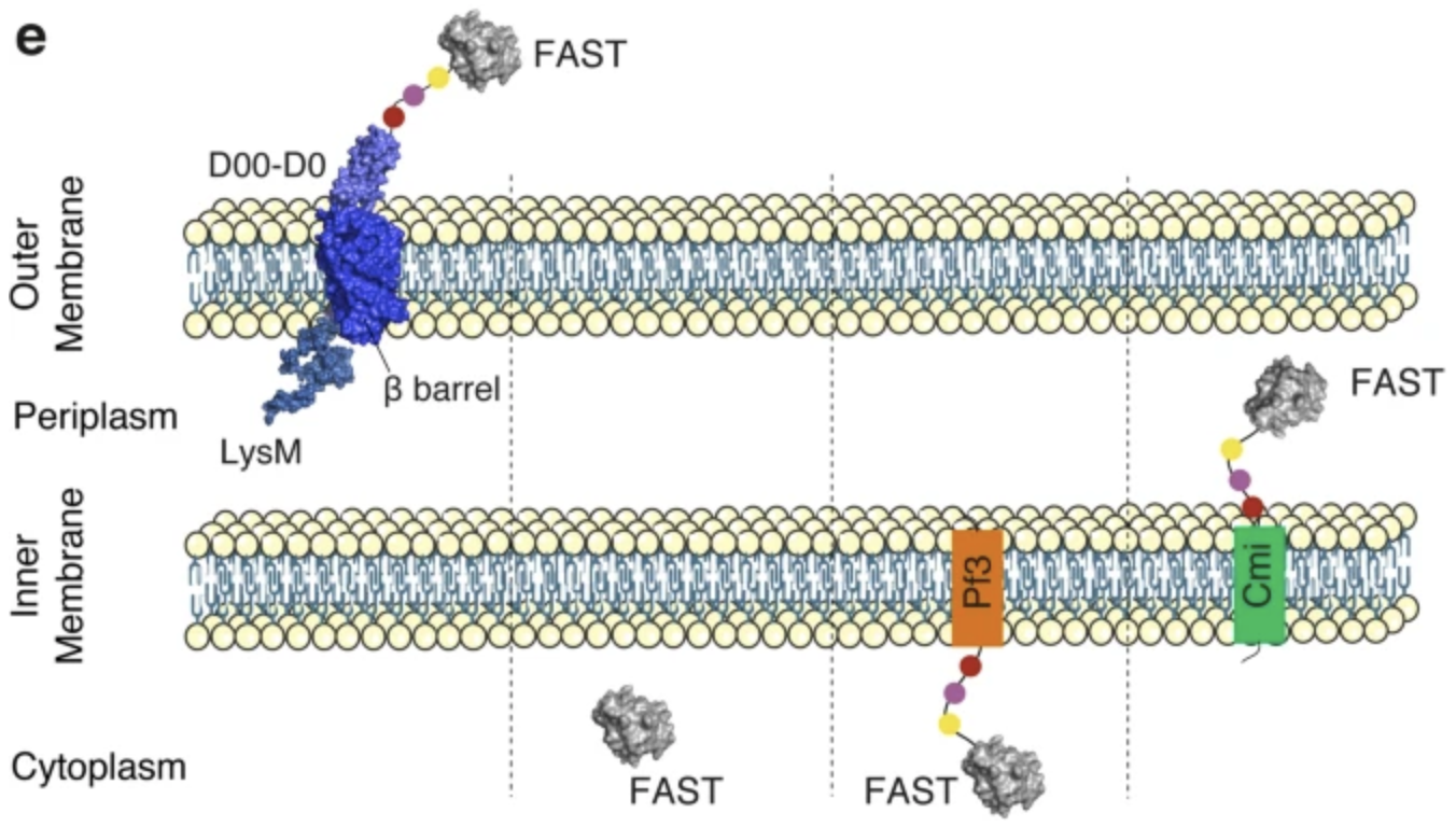 Bacterial protein export dynamics visualized by FAST