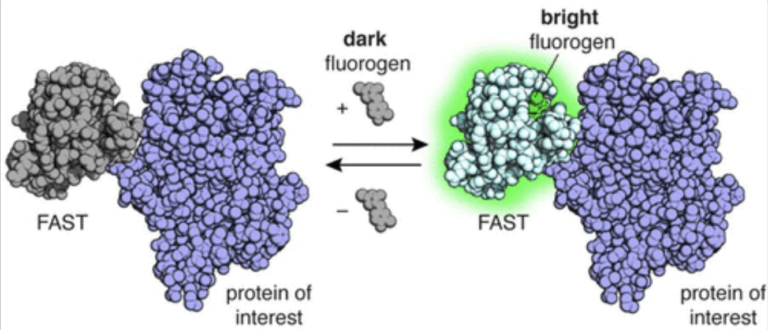 FAST and splitFAST, greenFAST & redFAST, pFAST in a nutshell